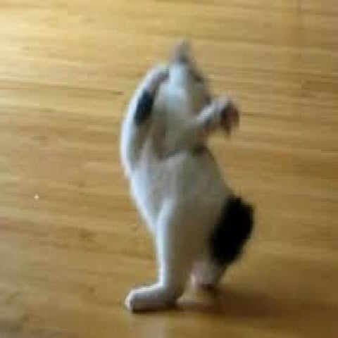 Funny funny cat videos | PPT