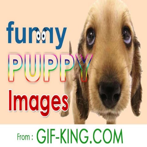 Funny Puppy Images Slideshow | PPTX