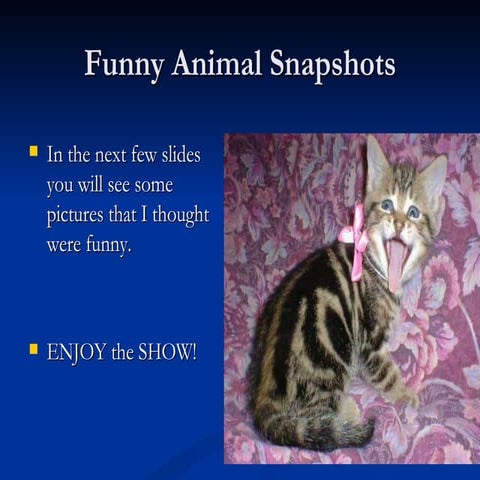 Funny Slide Show | PPT