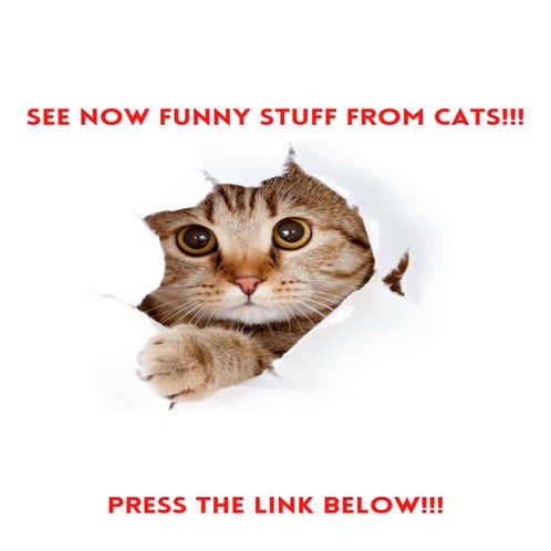Funny Stuff from Cats.pdf
