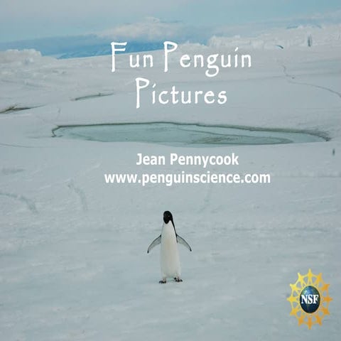 Fun penguin pictures | PPT