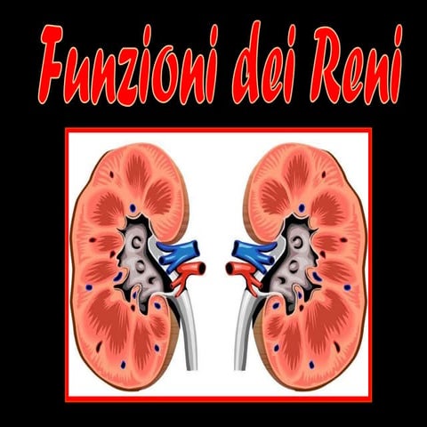 Funzioni dei reni | PPT | Biological Sciences | Science