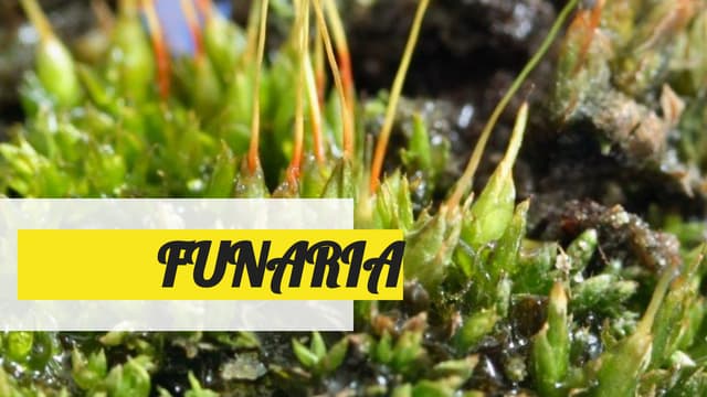 Funaria ( bryophytes) | PPTX