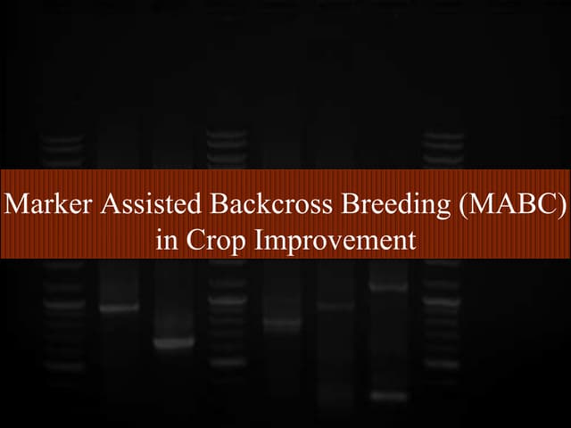 LINE X TESTER ANALYSIS | PPT