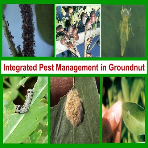 Integrated Pest Management in Groundnut: By RARS Tirupat and AICRP ...