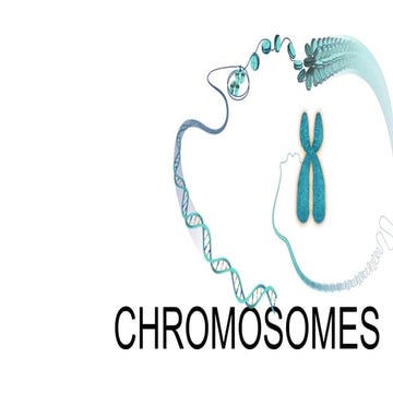 Definition of chromosomes and it's functions | PPTX