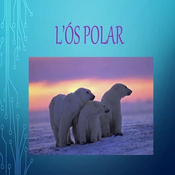 Os Polar | PPT