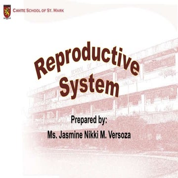 Male Reproductive System | PPTX