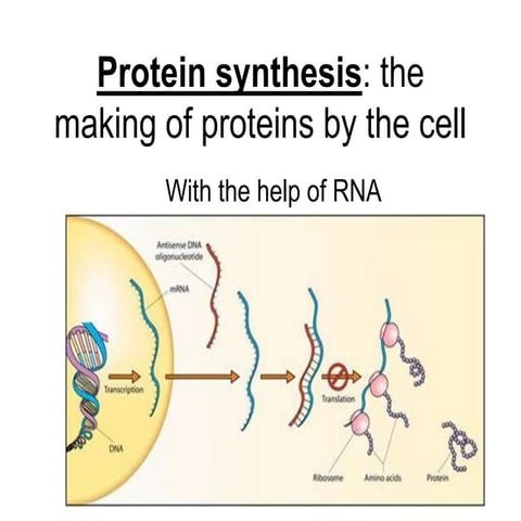 science Protein Synthesis Quarter 3 Grade 10.pptx
