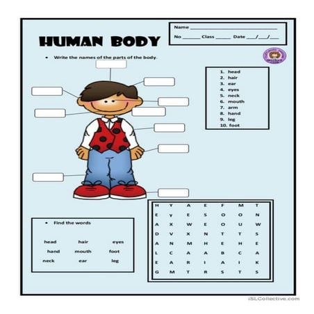 Grade 2_Test about body parts, human body, my face | PDF