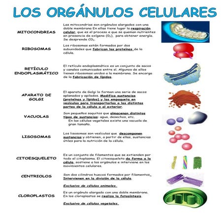 Diagrama de celulas procariotas y celulas eucariotas | PPTX