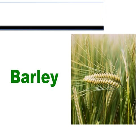 Barley | PPT