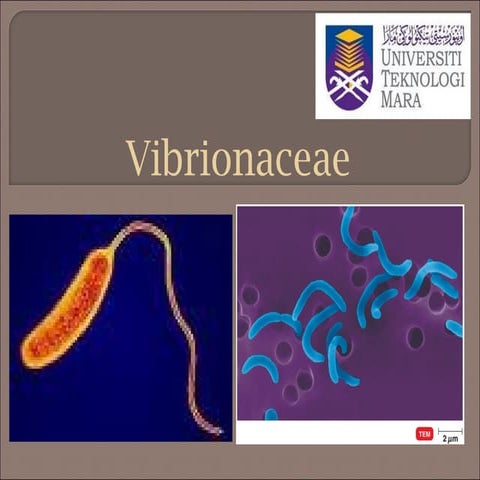 Vibrionaceae | PPT