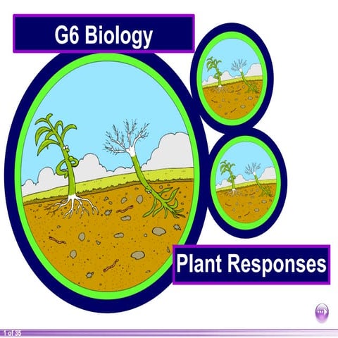 Grade 6 - Plant responses to different stimuli.ppt