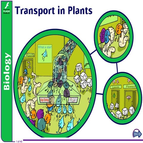 Grade 6 - tissues and Transport in plants.ppt