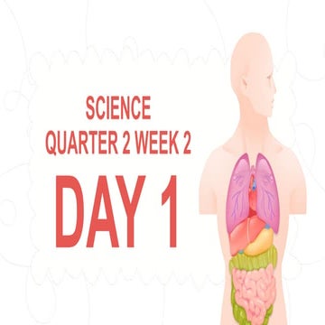 How digestive system respiratory system circulatory system work ...