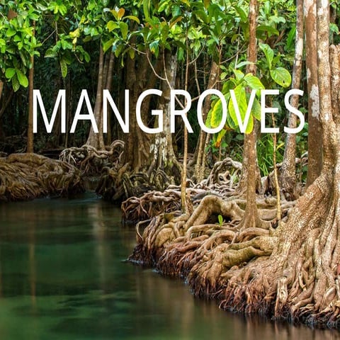 Grade Six Quarter 2 WEEK 6 MANGROVES.pptx