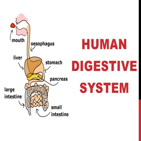 Grade Eight - The Human Digestive System | PPTX