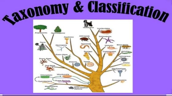 Class 11 Introduction to Biology | PPT