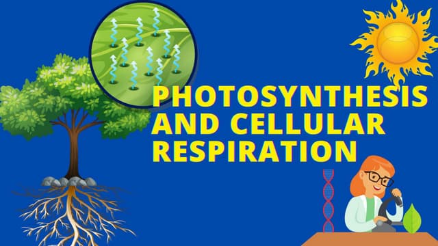 Photosynthesis | PPTX