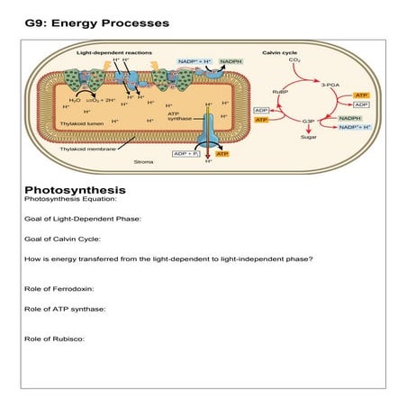 G9 energy processing notes | DOC | Chemistry | Science