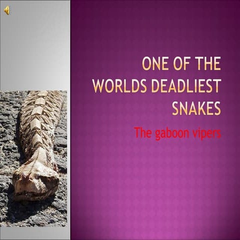 Gaboon vipers2 | PDF | Reptiles | Pets
