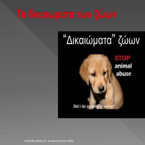 Animal rights presentation | PPTX