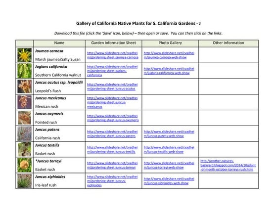 Gallery of california native plants u-w | PDF | Gardening | Home & Garden