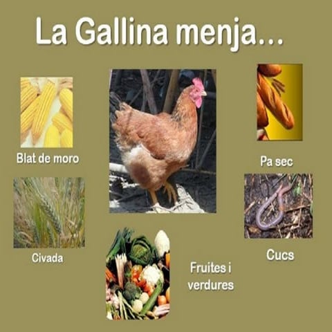 Els aliments i la gallina | PPT
