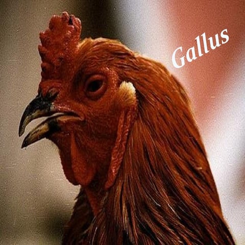 Gallus | PPT