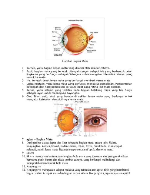 Indra penglihatan (mata) | PPTX