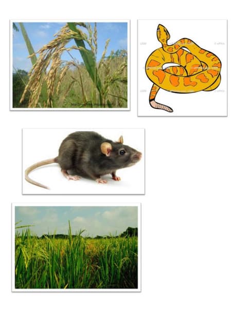 Aliran energi dan daur biogeokimia | PPT