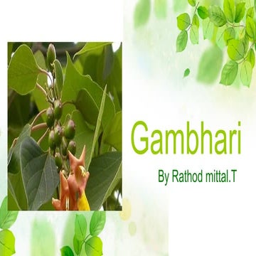 Gambhari is ayurvedic drug. Studied in bams 2nd year | PPTX