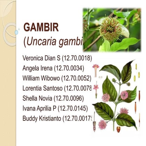 Gambir | PPTX