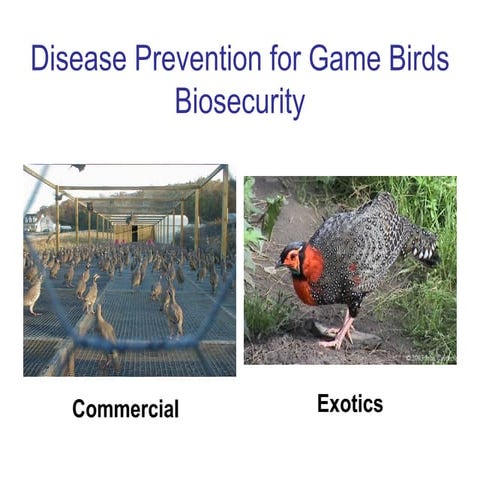 Game birds | PDF