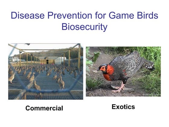 Broiler management and farming | PDF | Agriculture | Industries