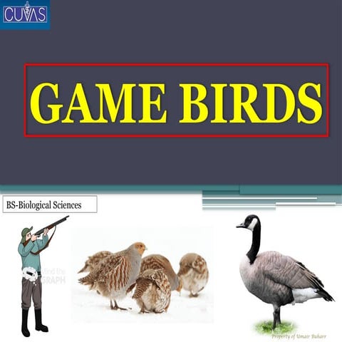 Game Birds-Group #03-Presentation-BS Biological Sciences-2023 [UMAIR BUHARR 0114].pptx