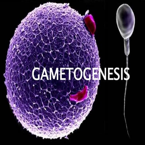 Gametogenesis | PPTX