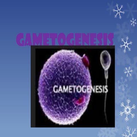 Gametogenesis | PPT