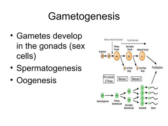 Gametogenesis | PPTX | Infertility | Reproductive Health
