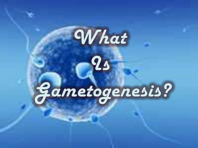 Gametogenesis | PPTX
