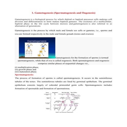 Gametogenesis | PDF | Infertility | Reproductive Health