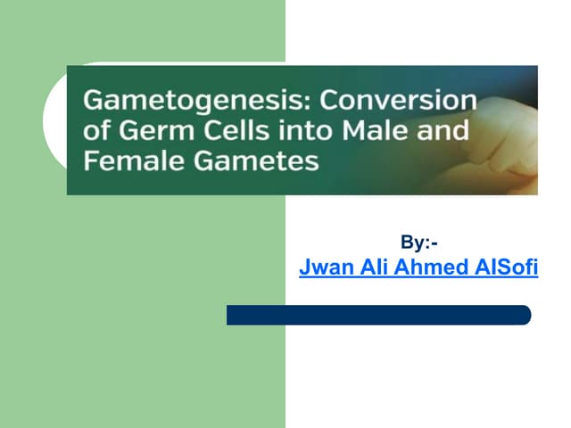 Gametogenesis Conversion Of Germ Cells Into Male And Female Gametesppt