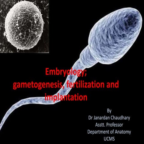 Gametogenesis, fertilization, implantation and 1st wk development | PPTX