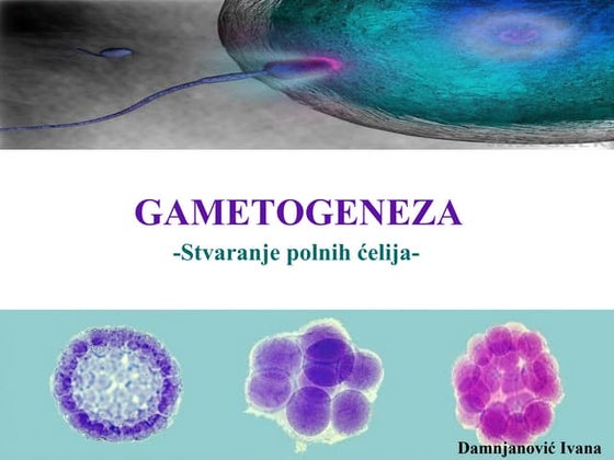 1. Gametogeneza, oplodjenje | PPT