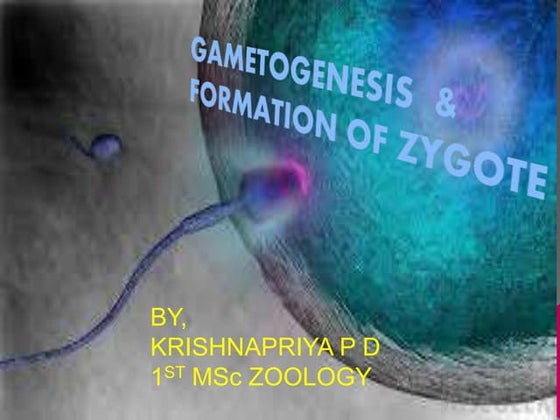 Gametogenesis | PPTX