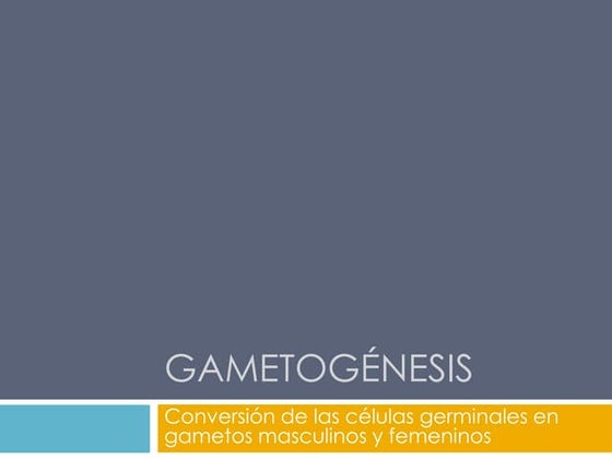 Gametogenesis | PPTX | Infertility | Reproductive Health