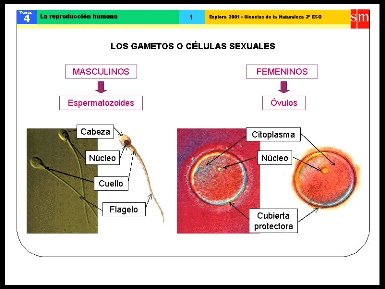 Aparatos Reproductores- Gametos