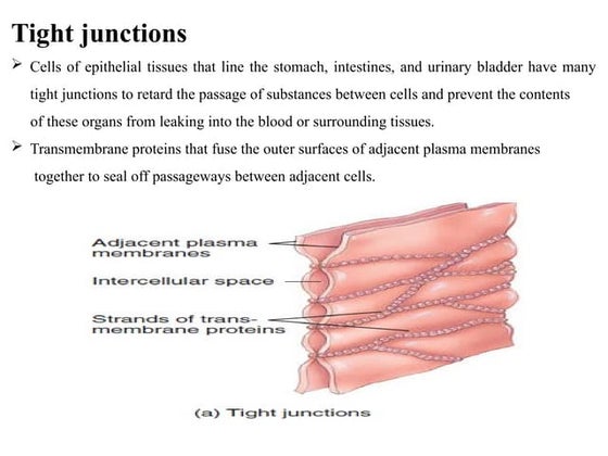 Desmosomes & hemidesmosomes | PPTX | Biological Sciences | Science