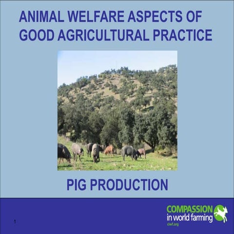 GAP Pigs | PPT